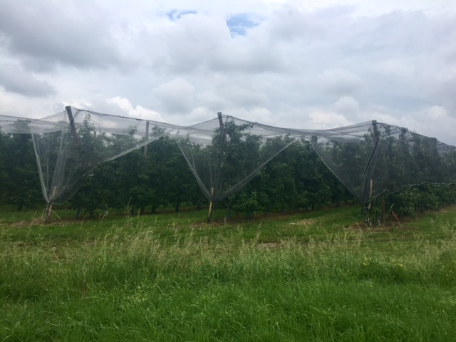 Grêle : des grêlons de plus en plus gros en France