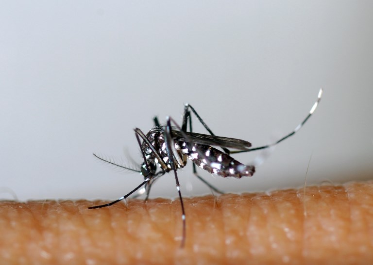 Moustique tigre : une nouvelle méthode pour stopper la ...