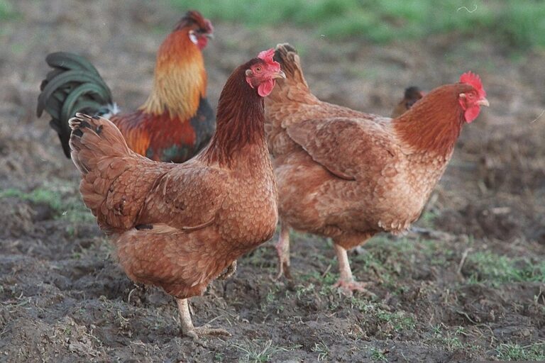 Cet éleveur de poulets bio revendique une production ...