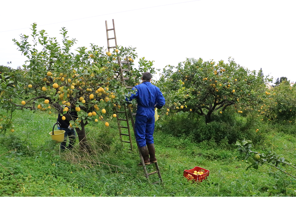 À la rencontre d’un sourceur de fruits et légumes ...